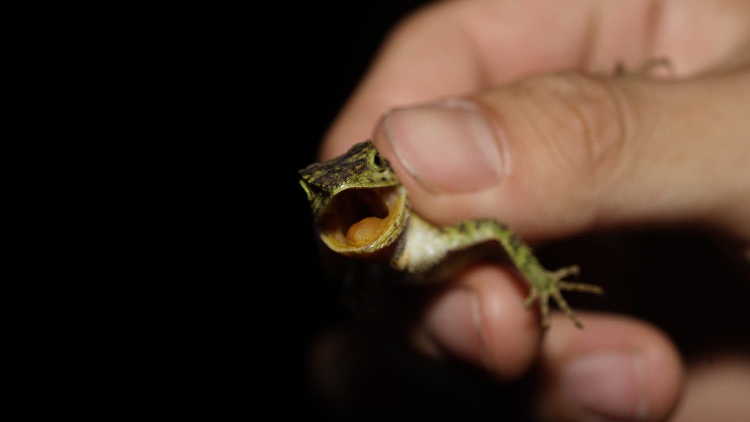 What This Newly Discovered Lizard Species Means for Reptile Science - A ...