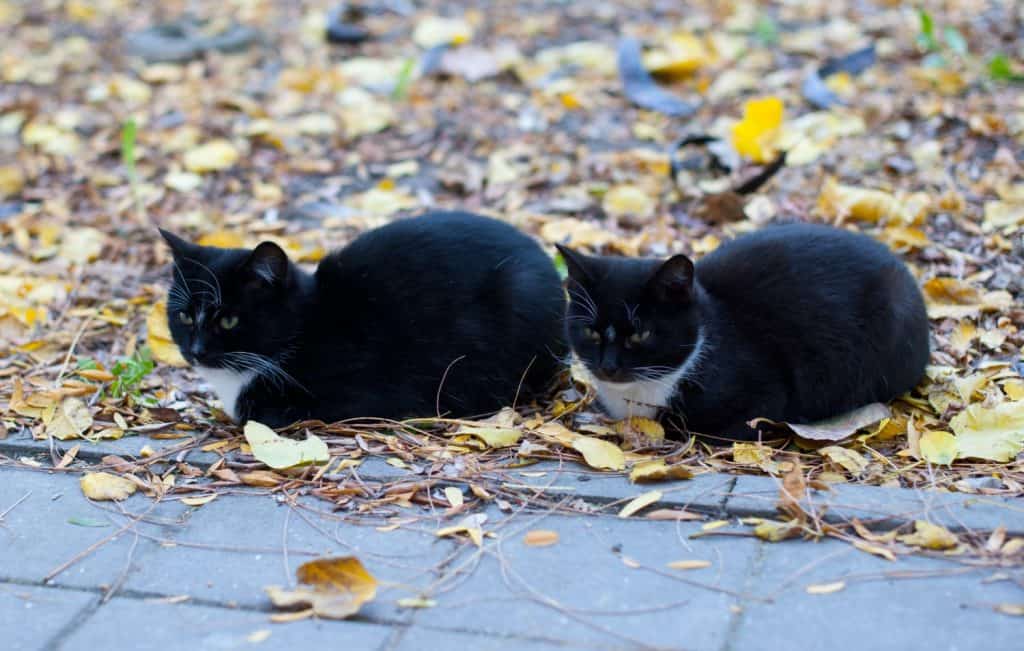 Fur-Ever Love or Faux Friend? The Pet Cloning Debate - A-Z Animals