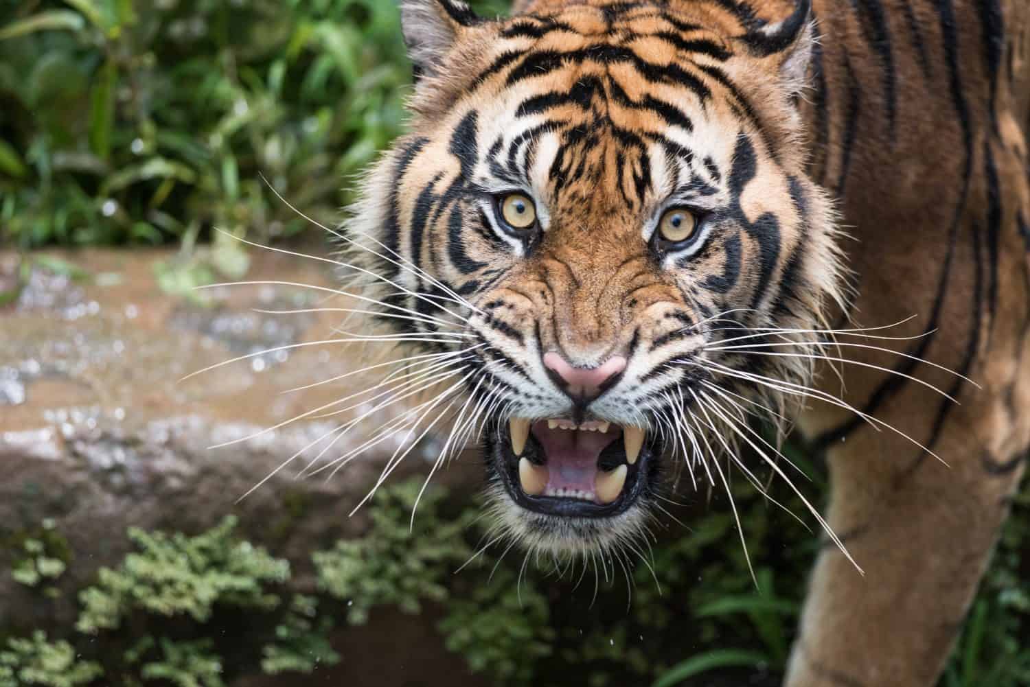 Tiger Poop: Everything You've Ever Wanted To Know - A-Z Animals