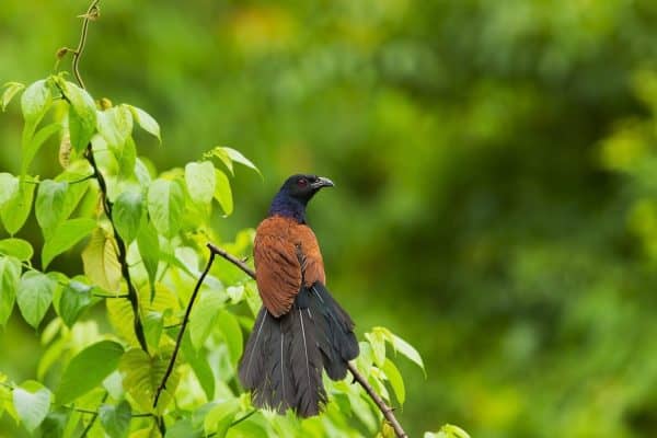 Coucal vs. Snake: Who's Going Down? - A-Z Animals