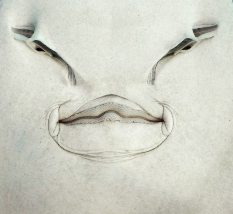 Have You Ever Seen a Stingray Eat? - A-Z Animals