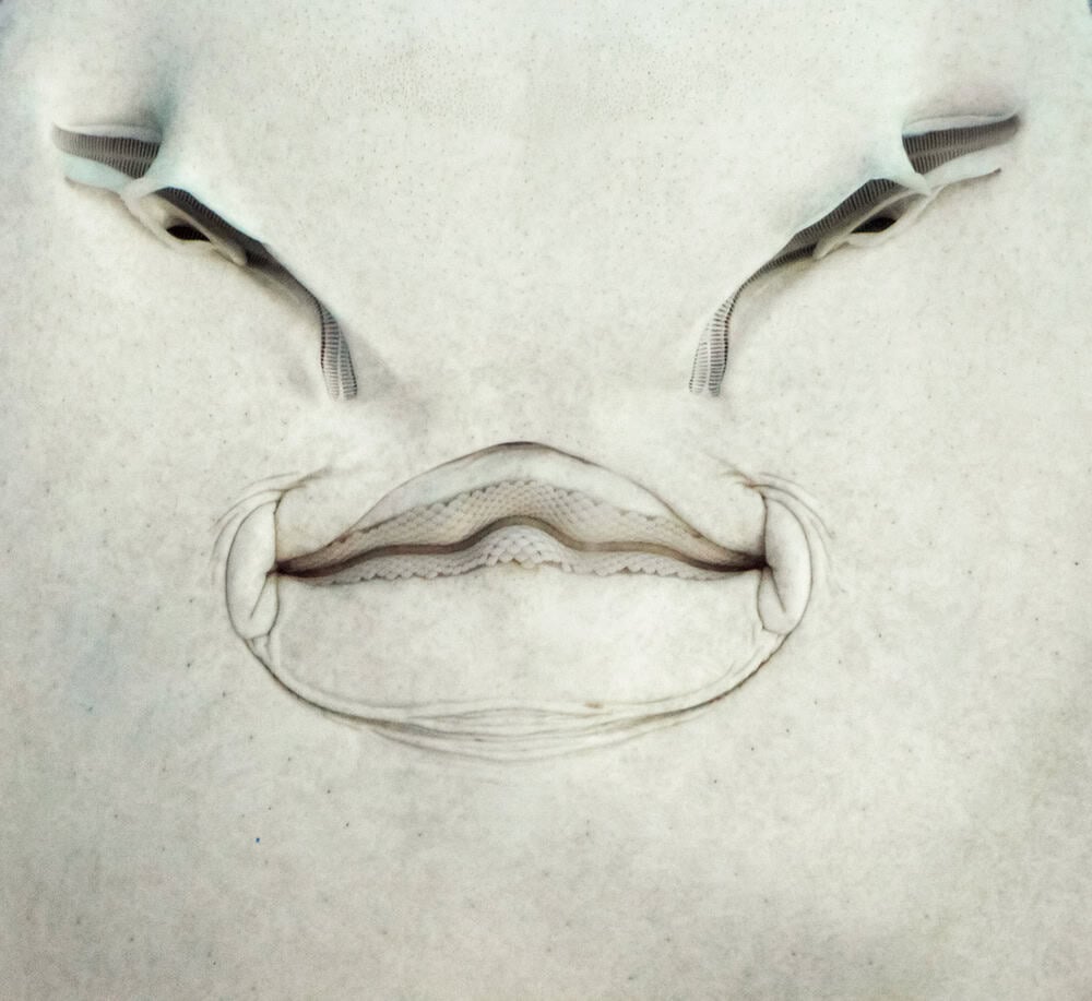 Have You Ever Seen a Stingray Eat? - A-Z Animals
