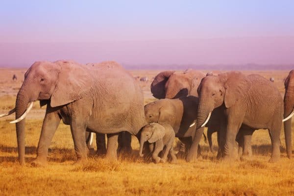 Animals That Give Birth Standing Up — and Why Lying Down Would Be ...