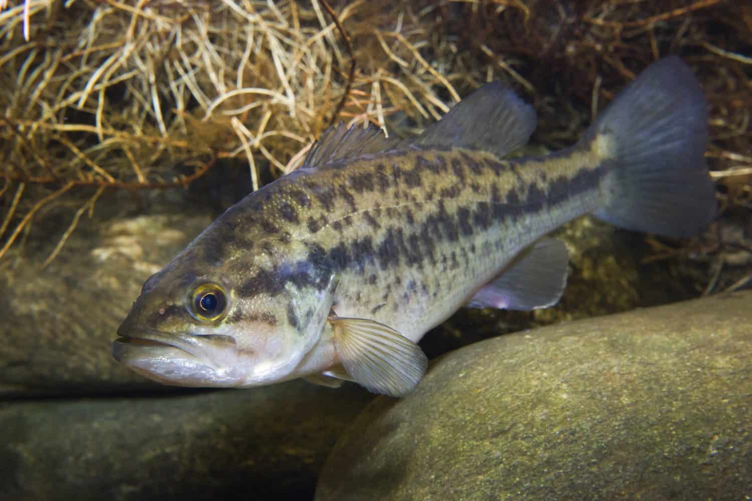 Black Bass Animal Facts - Micropterus - A-Z Animals