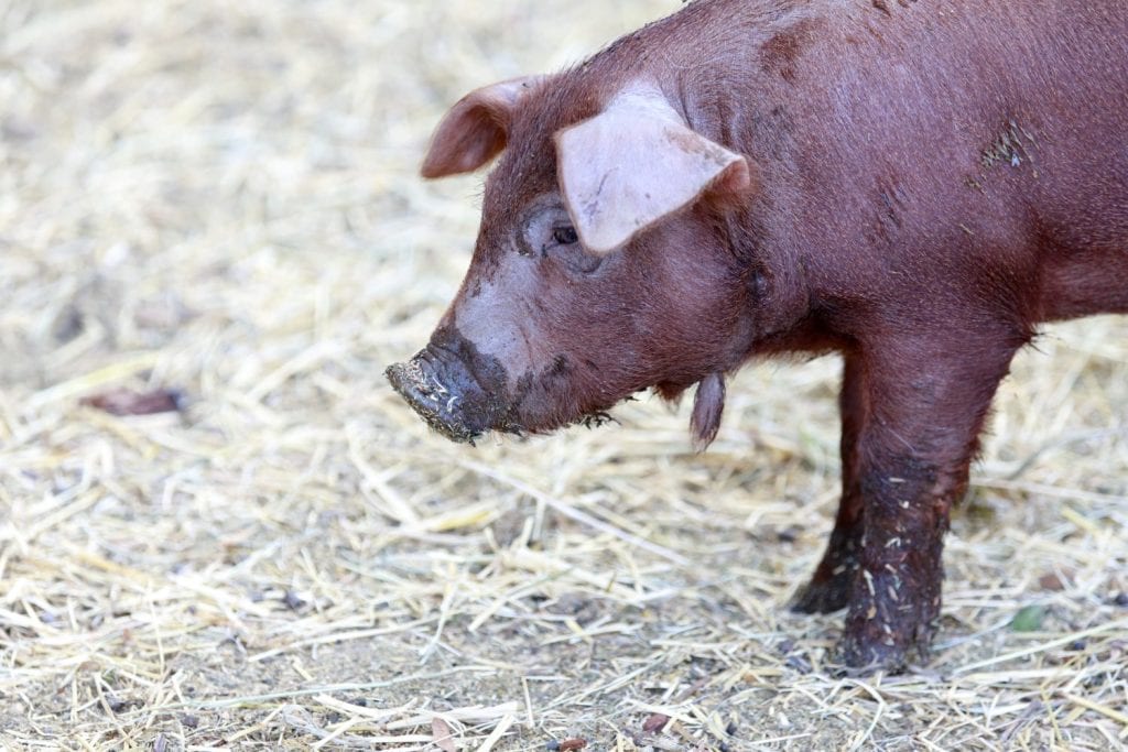 Heritage Breed Pigs: Why Raising Rare Breeds Matters for Biodiversity ...