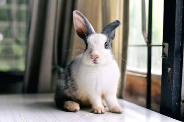 How a Paralyzed Rabbit Outruns Her Limits—on Wheels - A-Z Animals