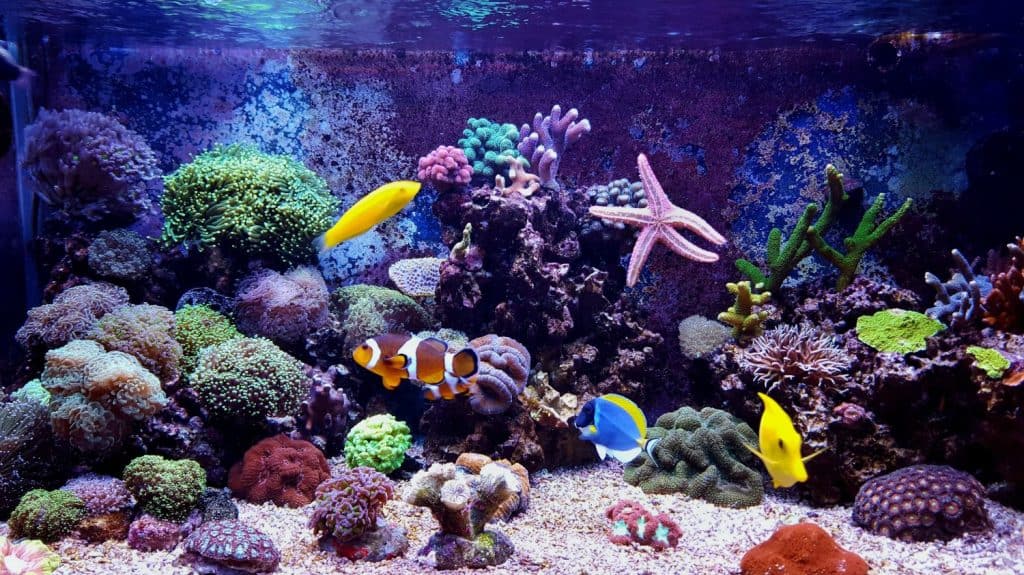 A Beginner's Guide to Freshwater and Saltwater Tanks - A-Z Animals