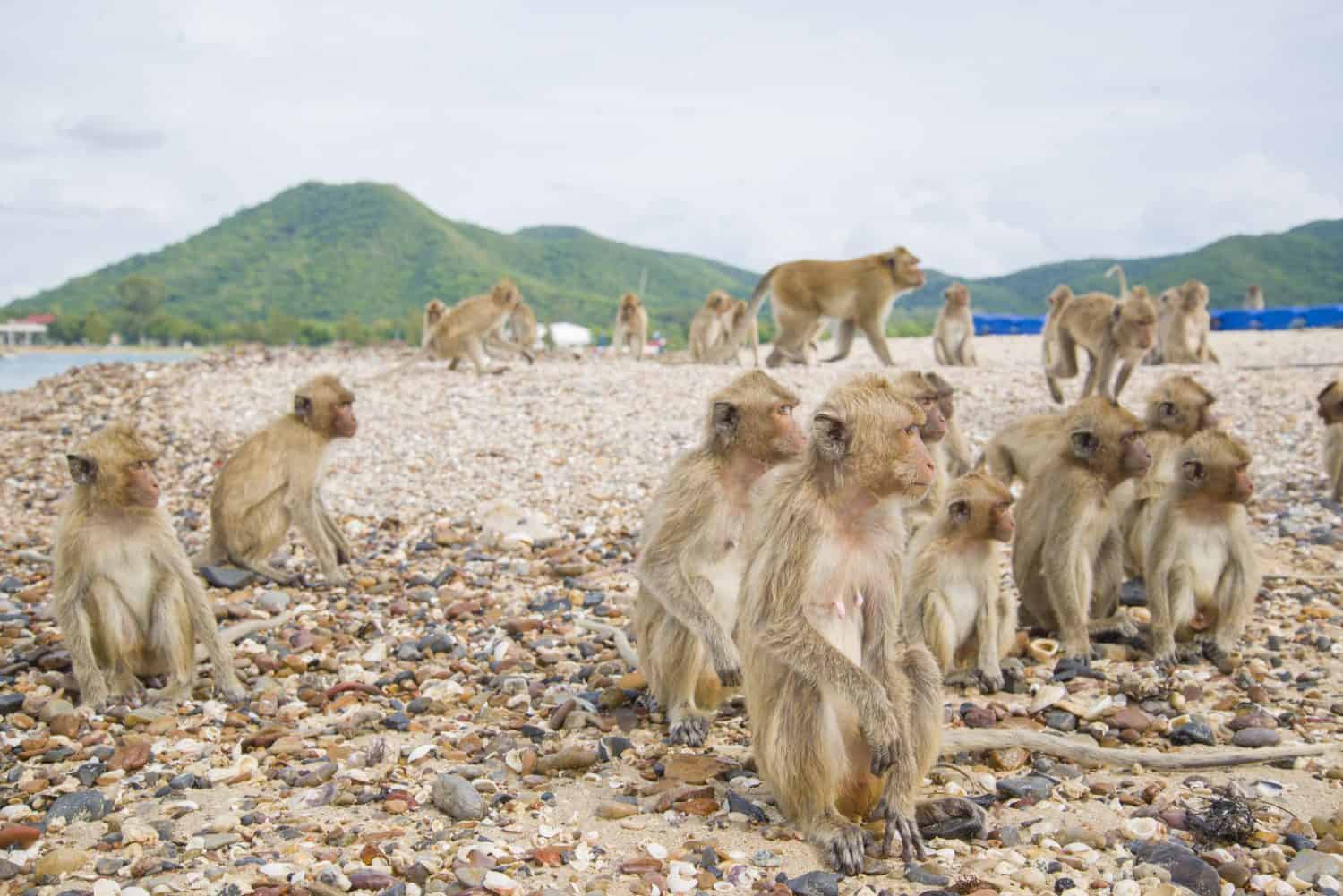 The Bizarre History of Morgan Island South Carolina’s Monkey Colony - A ...