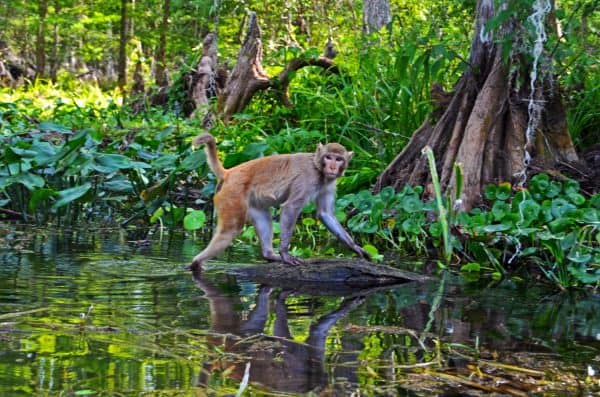 The Bizarre History of Morgan Island South Carolina’s Monkey Colony - A ...