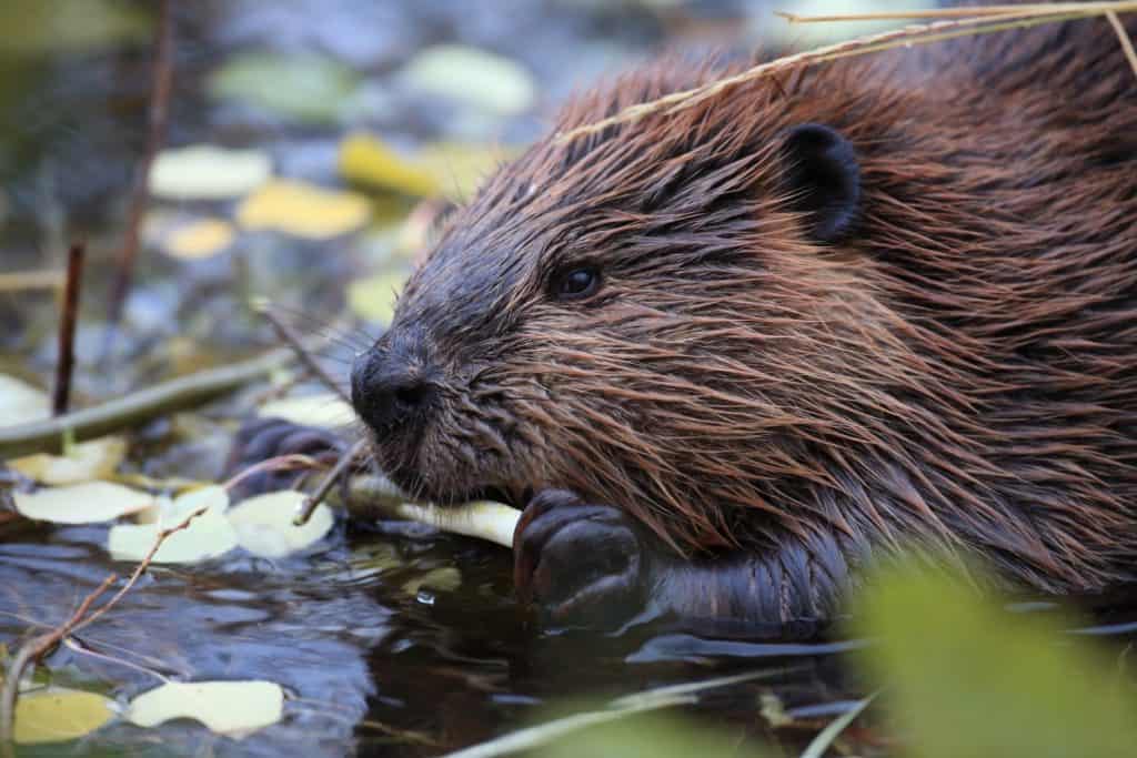 Beaver Teeth: Everything You Need To Know - A-Z Animals