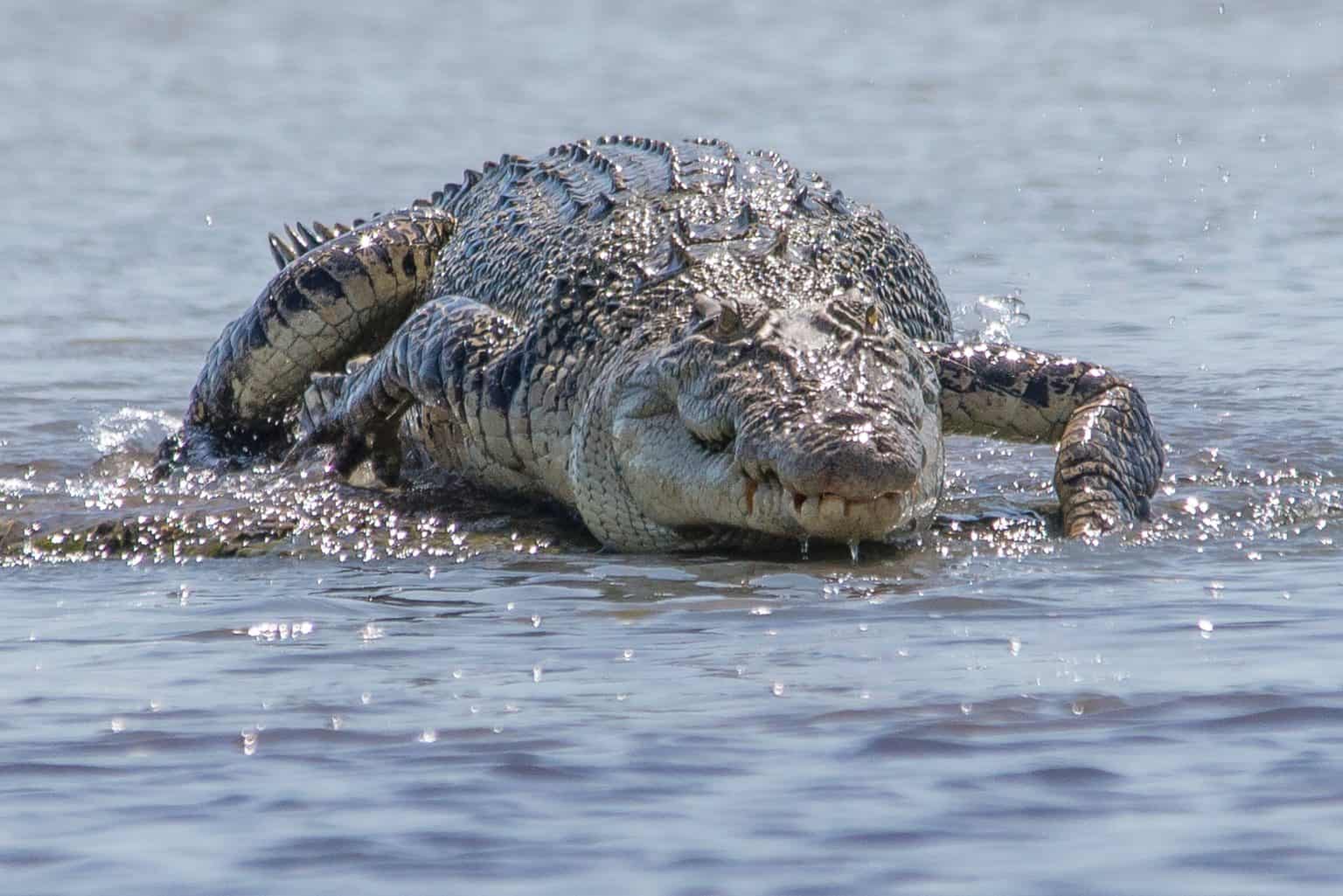 Do Crocodiles Really Cry? - A-Z Animals