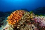 Have You Ever Seen a Sea Cucumber Poop? - A-Z Animals