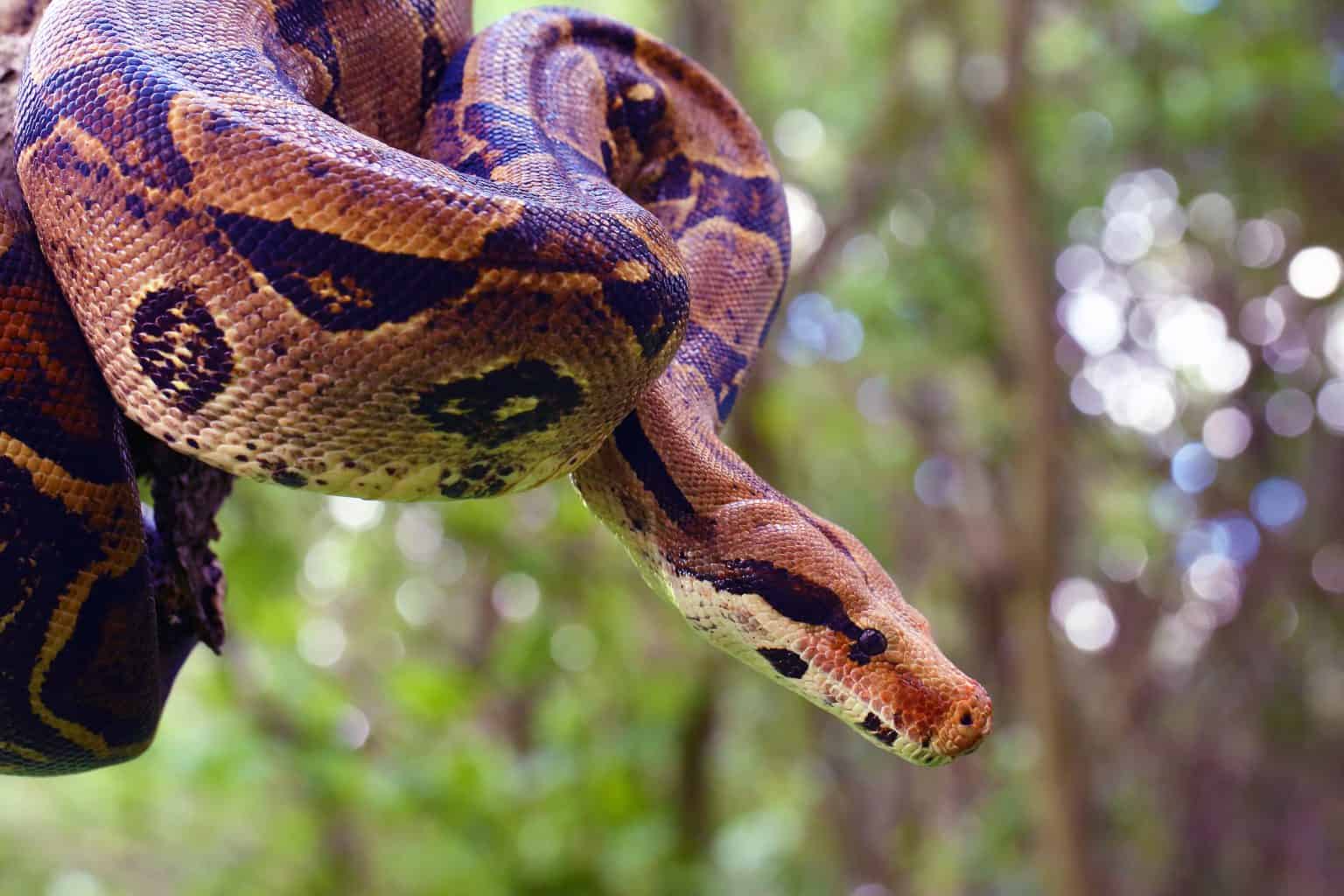 17 Snakes with Paralyzing Venom - A-Z Animals