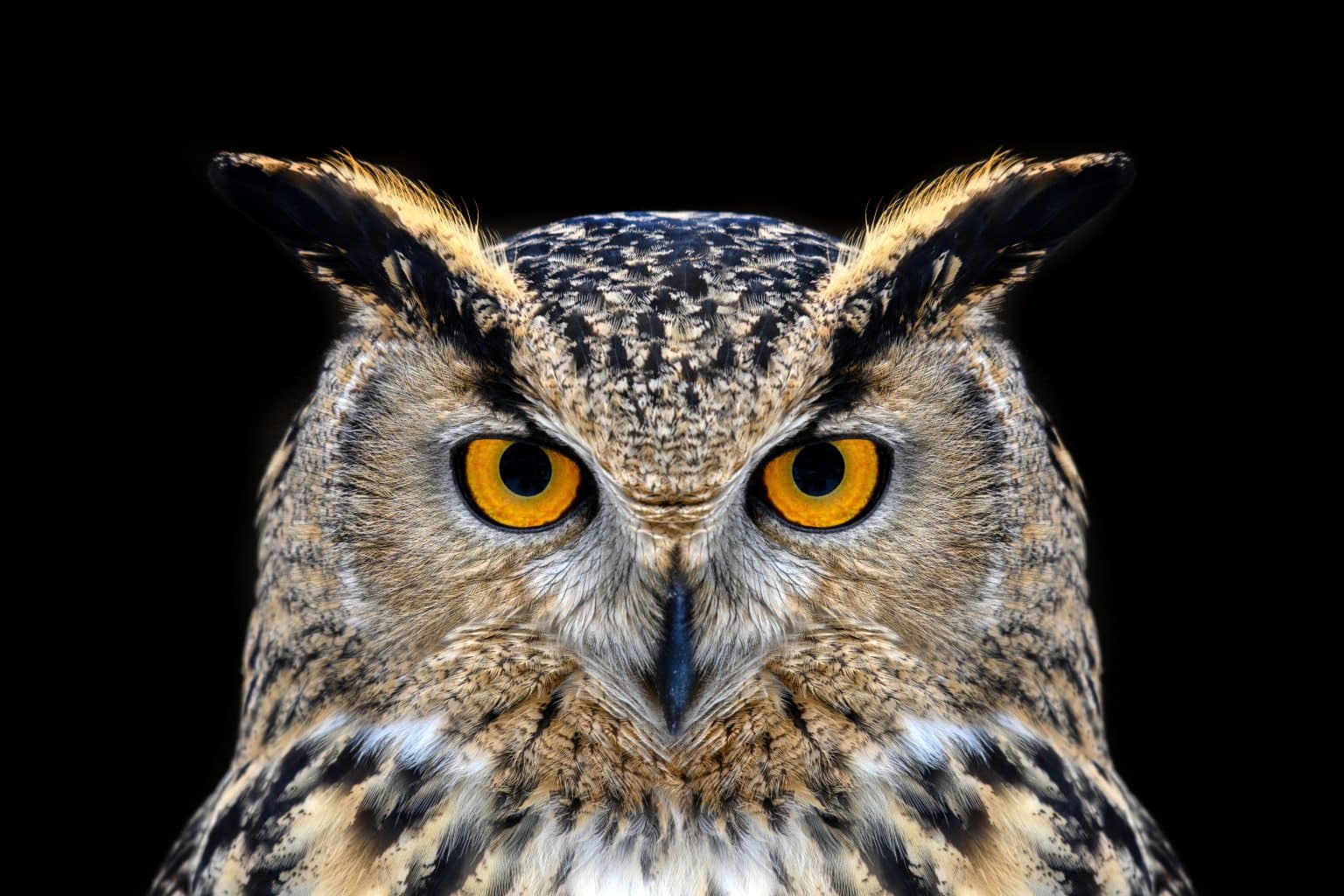 The 27 Most Incredible Owl Facts - A-Z Animals Slideshows