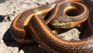 Meet California's New State Snake: the Giant Garter Snake - A-Z Animals
