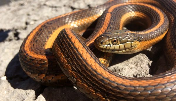 Meet California's New State Snake: the Giant Garter Snake - A-Z Animals