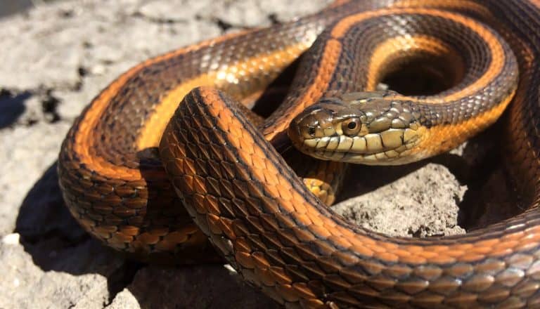 Meet California's New State Snake: the Giant Garter Snake - A-Z Animals