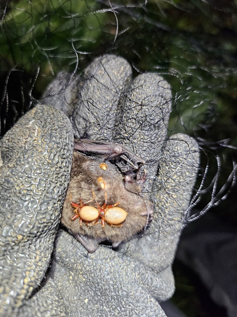 I Used to Be Afraid of Bats — Until an Expert Explained How Much We ...
