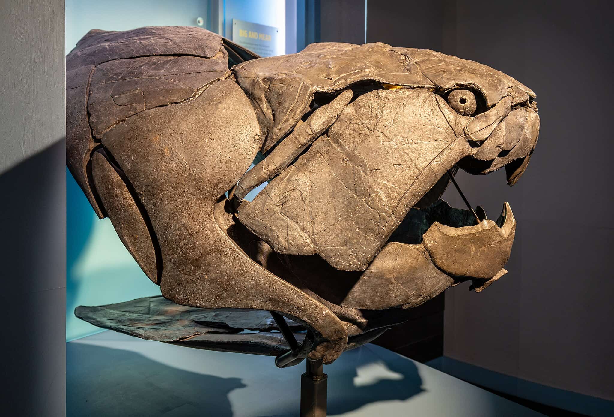 Scientists Reevaluate Cleveland’s Iconic Sea Monster - A-Z Animals