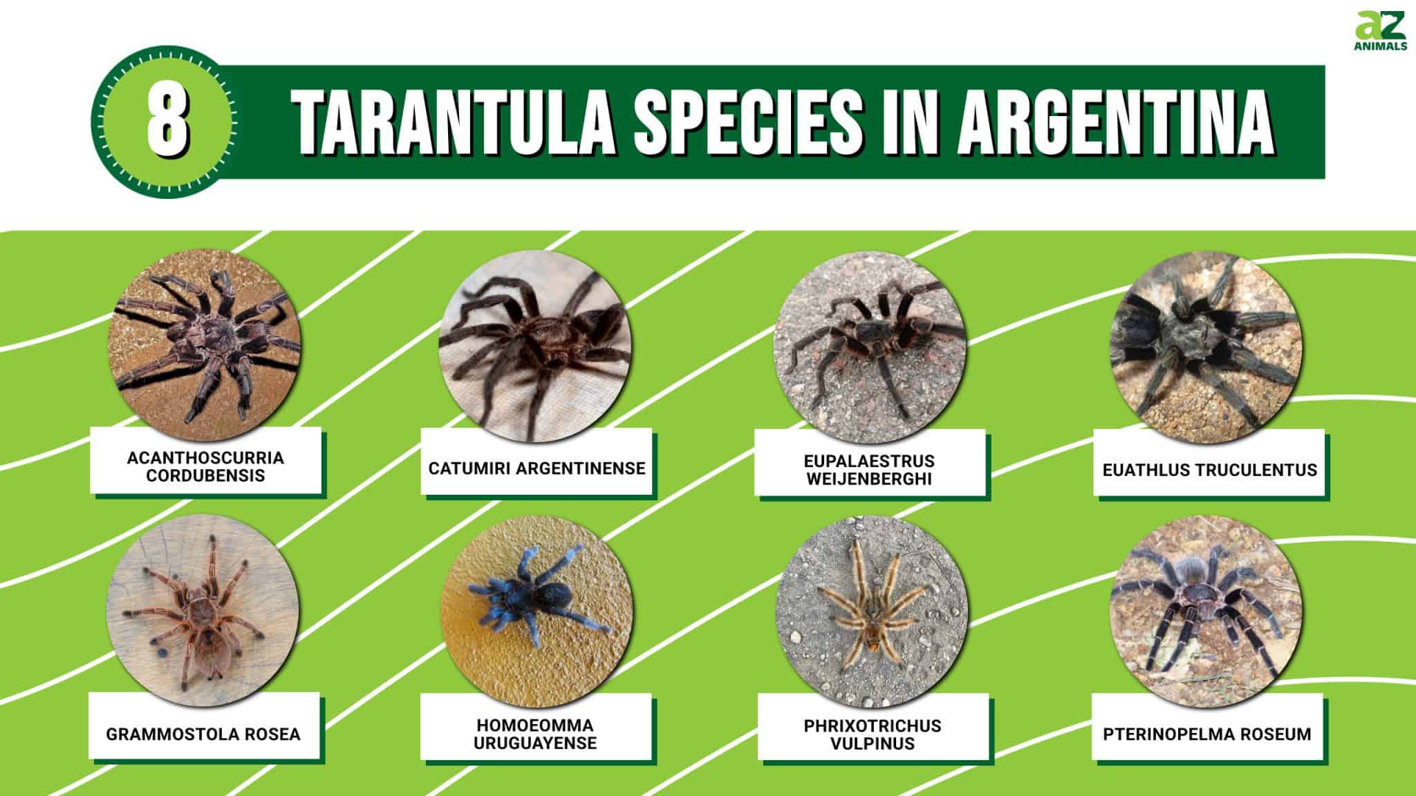 The Complete List of Tarantula Species in Argentina - A-Z Animals