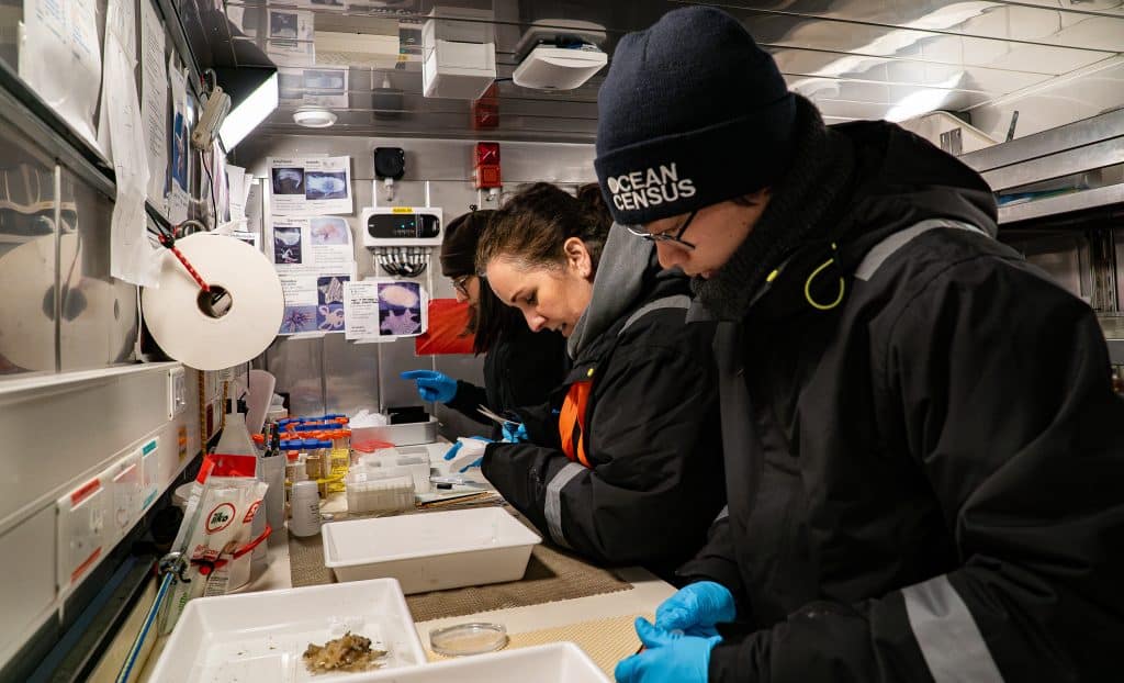 Meet the Deep Sea's Newest Oddities, From Zombie Worms to Death Balls ...