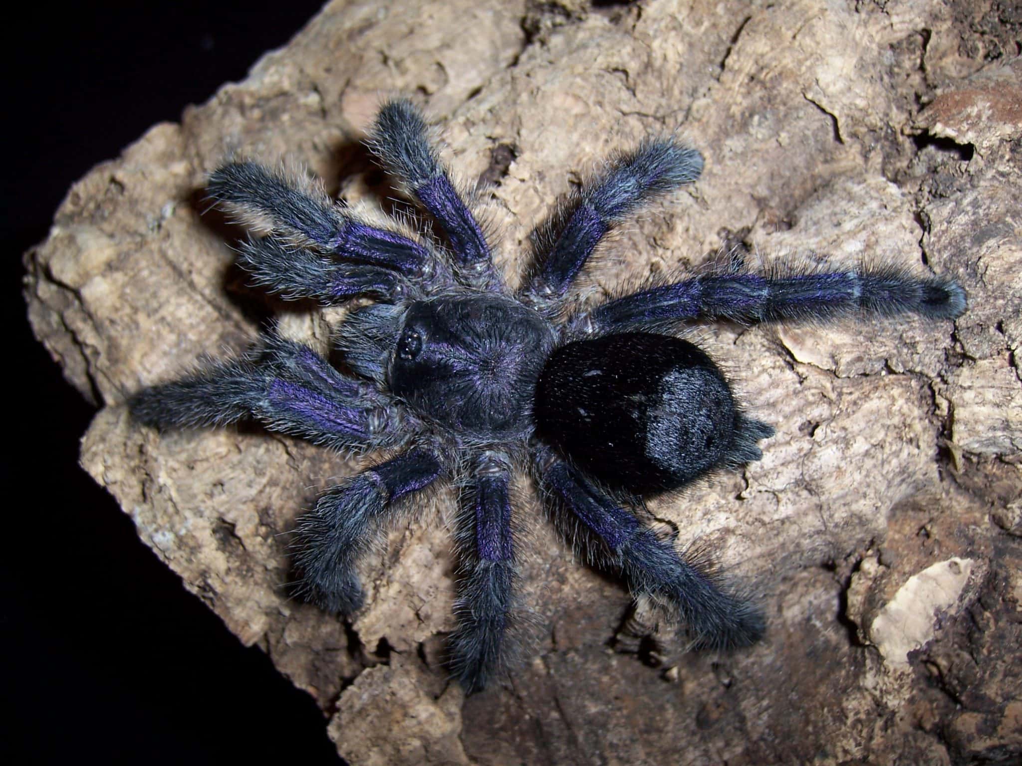 From the Rainforest to the Andes: Meet Over 60 Tarantula Species in ...