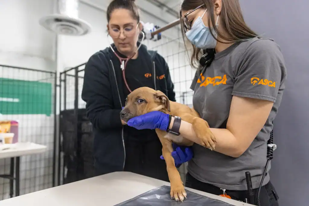 Inside the ASPCA Lab Helping Solve Animal Cruelty Crimes - A-Z Animals