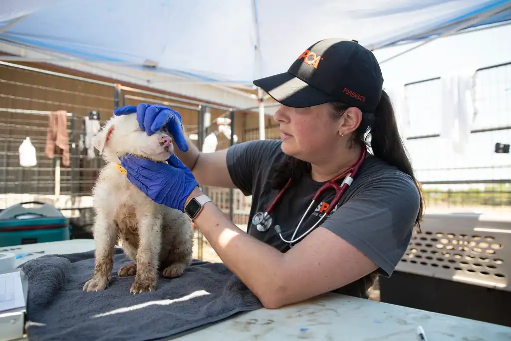 Inside the ASPCA Lab Helping Solve Animal Cruelty Crimes - A-Z Animals