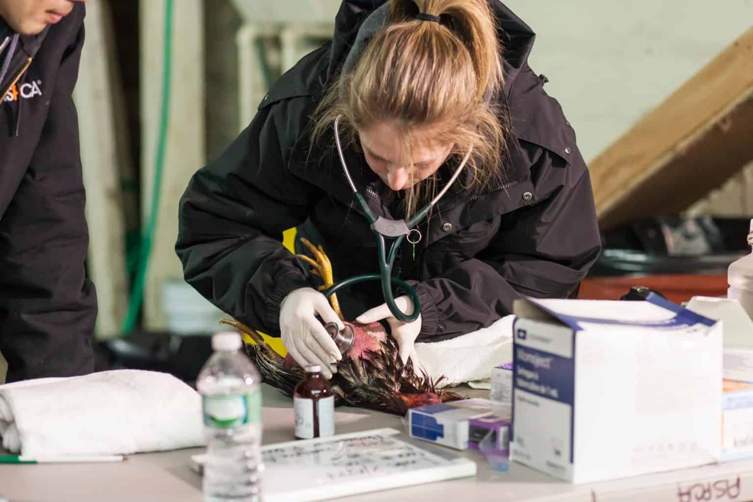 Inside the ASPCA Lab Helping Solve Animal Cruelty Crimes - A-Z Animals