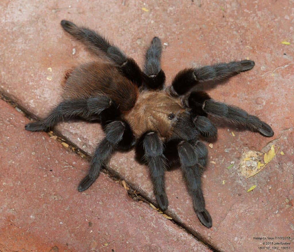Arizona Blonde Tarantula Animal Facts - Aphonopelma chalcodes - A-Z Animals