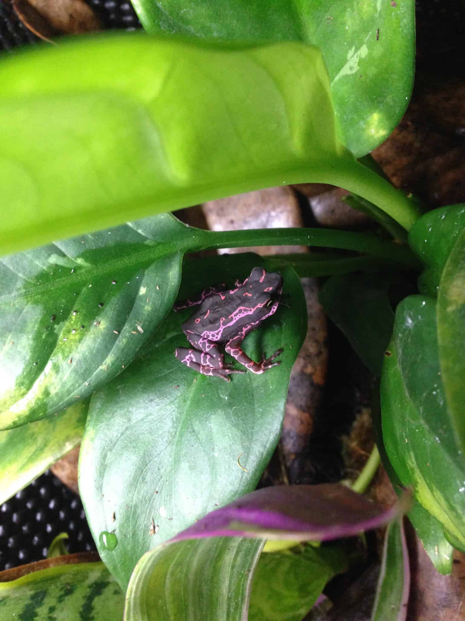 The Bizarre Purple Toad You Have to See to Believe - A-Z Animals