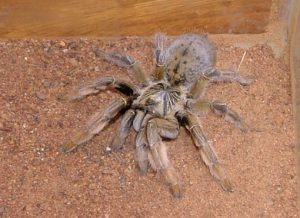 The Complete List of Tarantula Species - A-Z Animals
