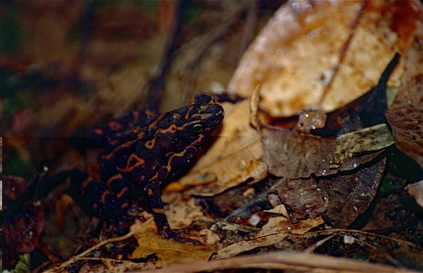 The Bizarre Purple Toad You Have to See to Believe - A-Z Animals