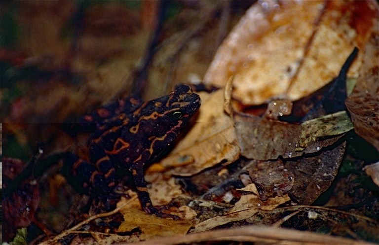 The Bizarre Purple Toad You Have to See to Believe - A-Z Animals