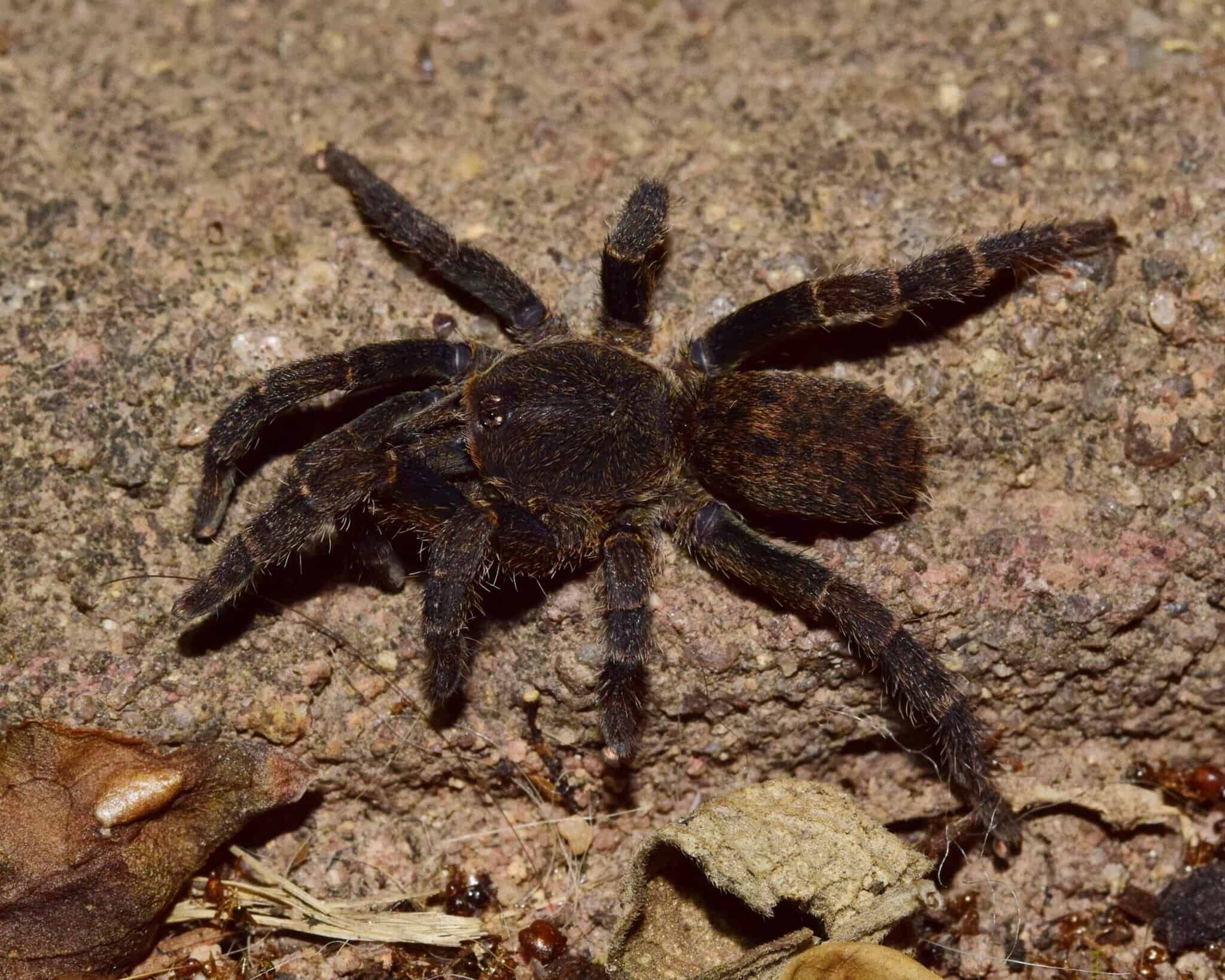 The Complete List of Tarantula Species - A-Z Animals