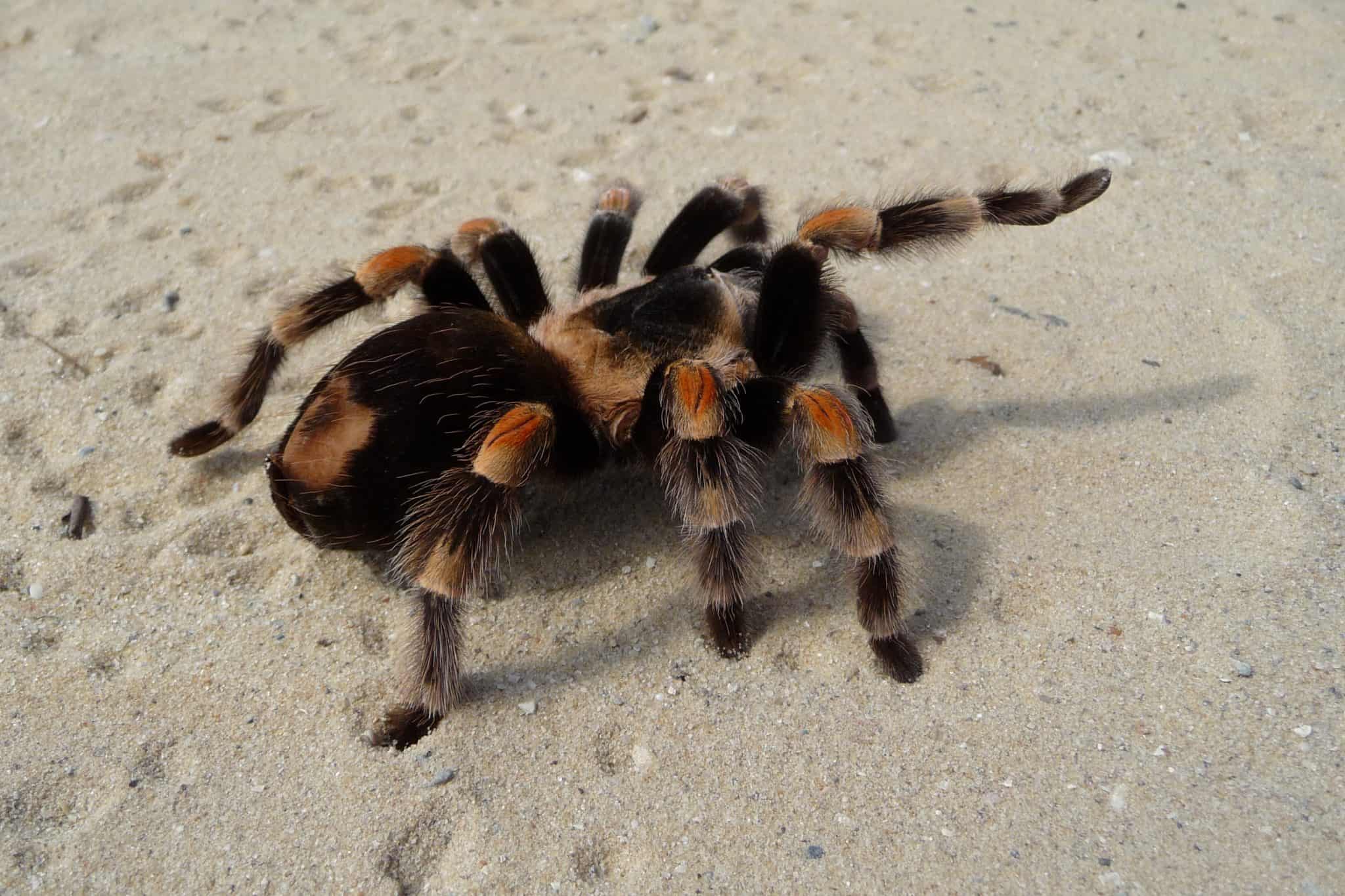 Mexican Fireleg Tarantula Animal Facts - Brachypelma boehmei - A-Z Animals