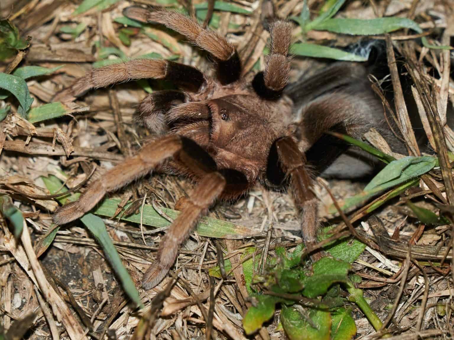 Cloud Forest Giants vs. Trapdoor Dwarfs: Which Tarantulas Rule Central ...