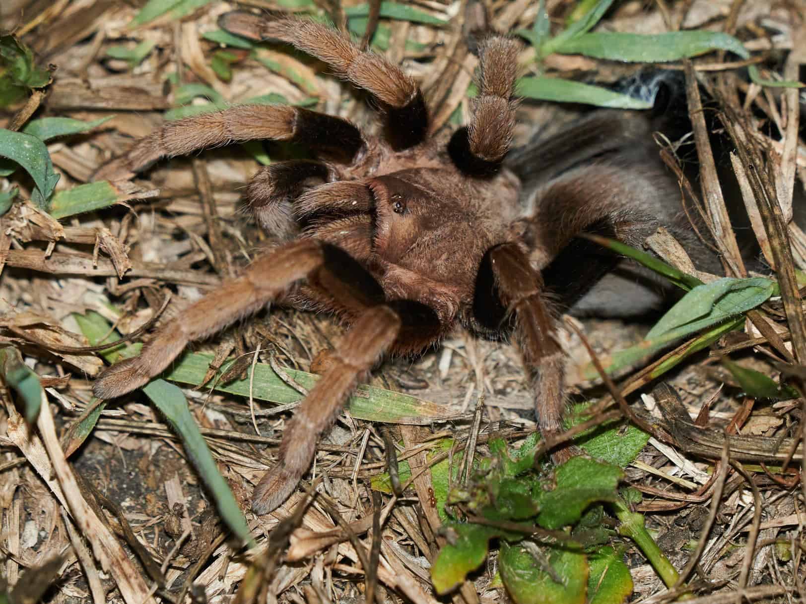 Cloud Forest Giants vs. Trapdoor Dwarfs: Which Tarantulas Rule Central ...