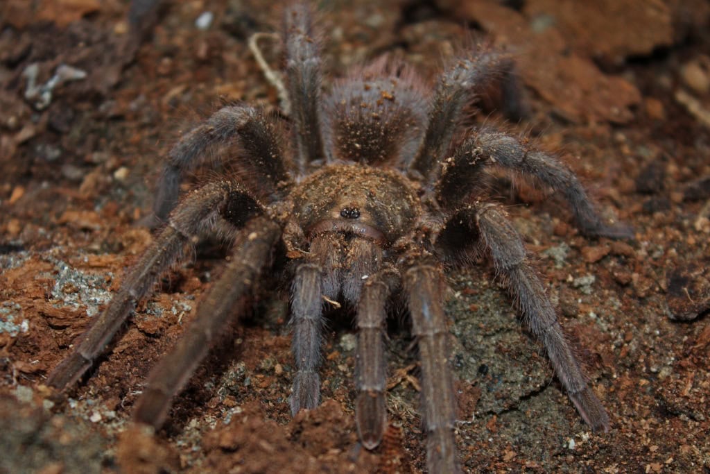 From Pink Toes to Trapdoors: What Sets Caribbean Tarantulas Apart From ...