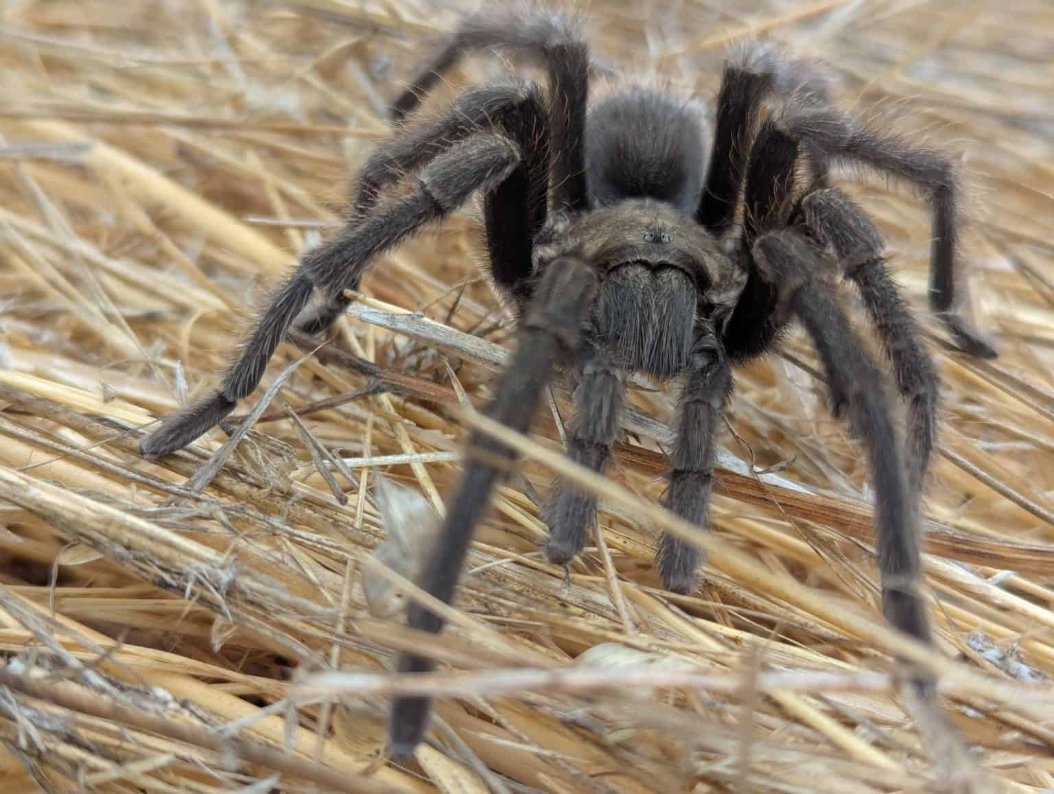 Tarantulas Dig Into Suburbs—But Only One Genus Claims the U.S. - A-Z ...