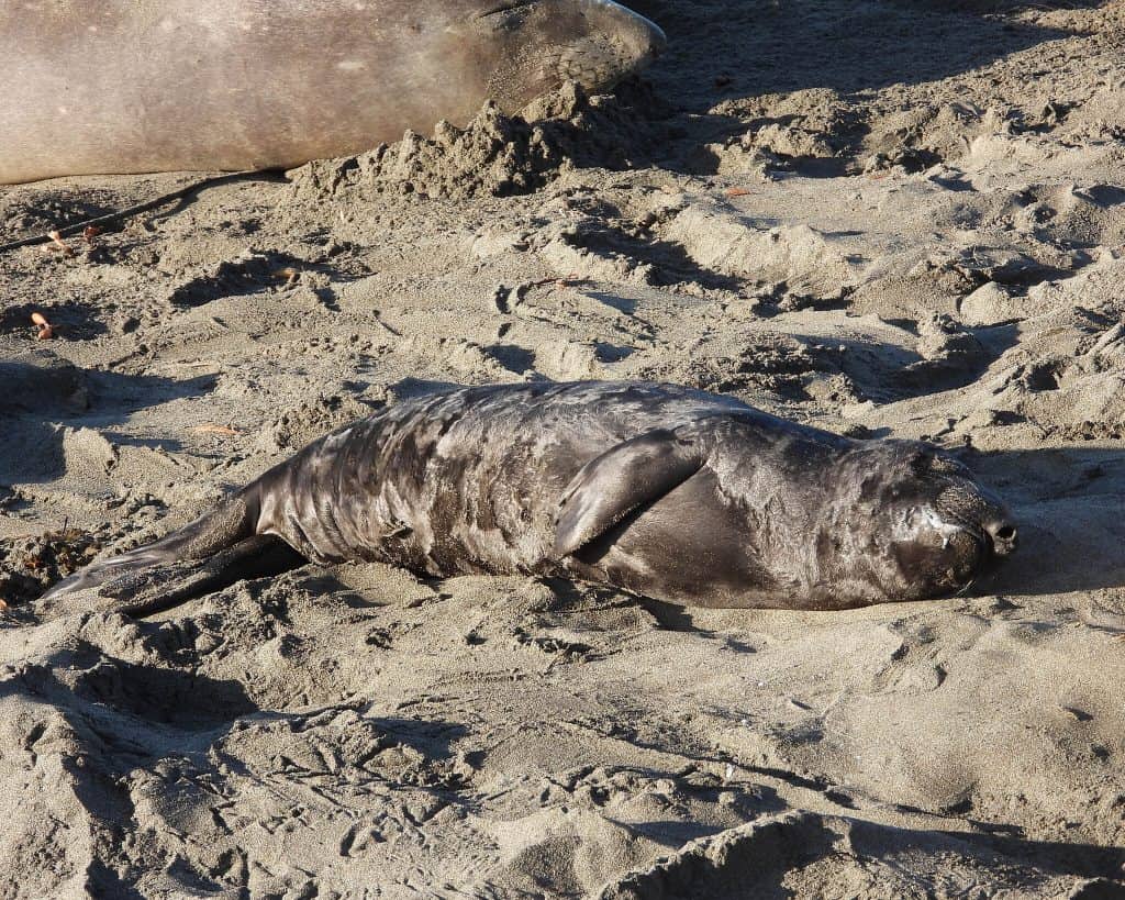 The Bloody Renewal: Inside the "Catastrophic Molt" of the Elephant Seal ...