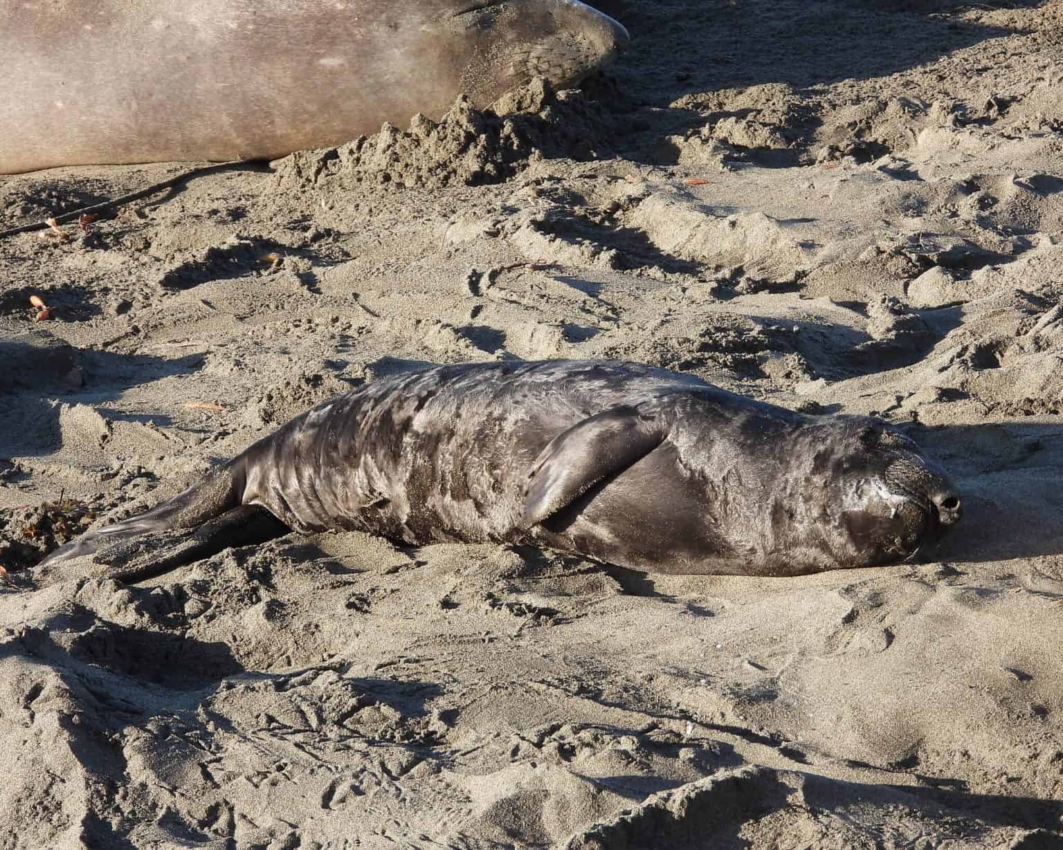 The Bloody Renewal: Inside the "Catastrophic Molt" of the Elephant Seal ...