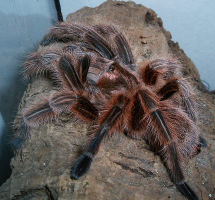 From Pampas to Peaks: What Drives Tarantulas to Conquer Every Corner of ...