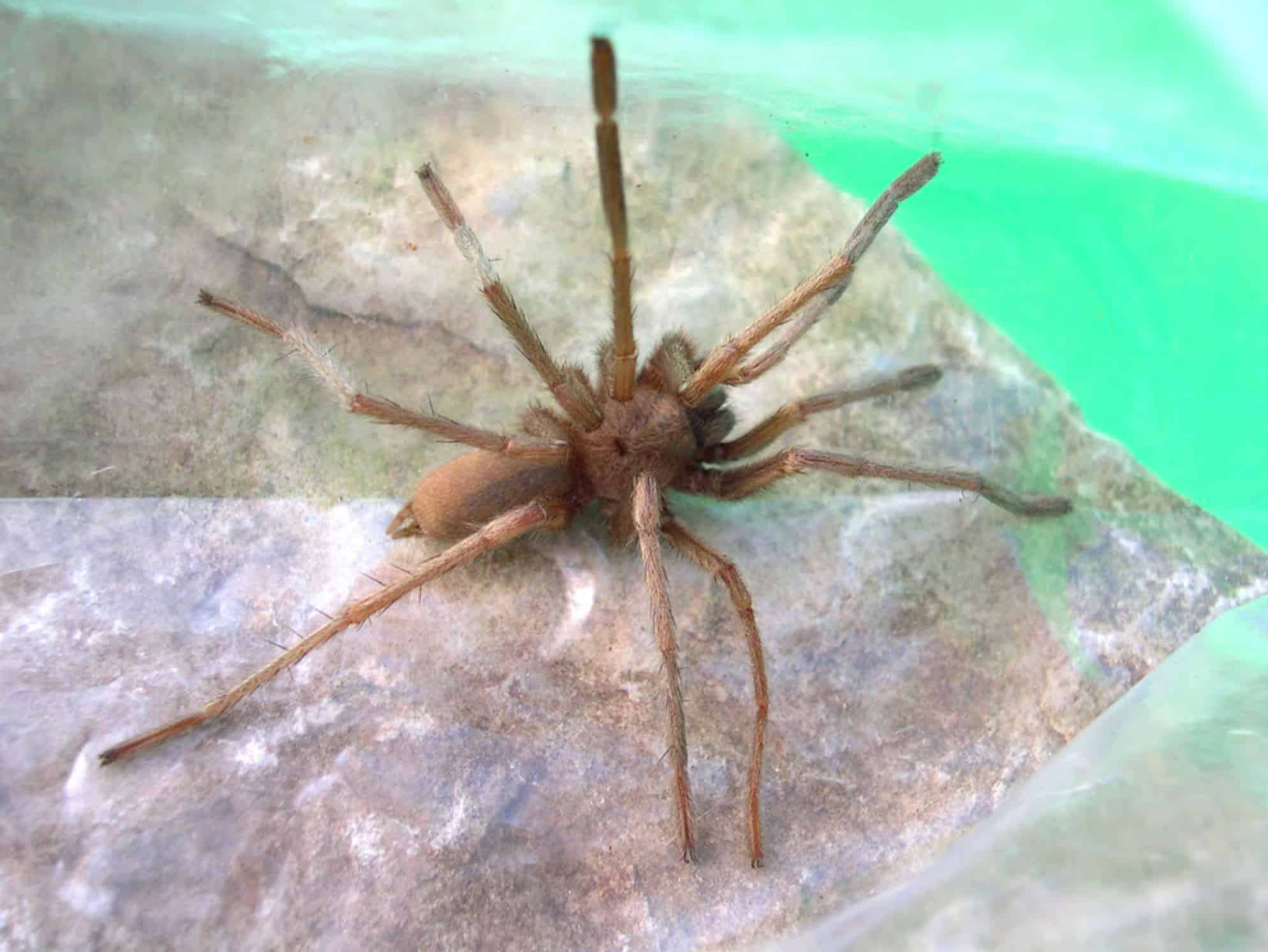 Mexico’s Tarantulas Outnumber Almost Every Country—But Still Face ...