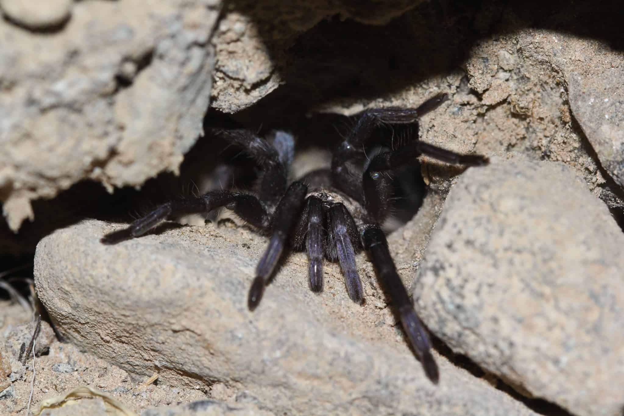 Burrow or Burn: How Tarantulas Battle Extreme Climates for Survival in ...