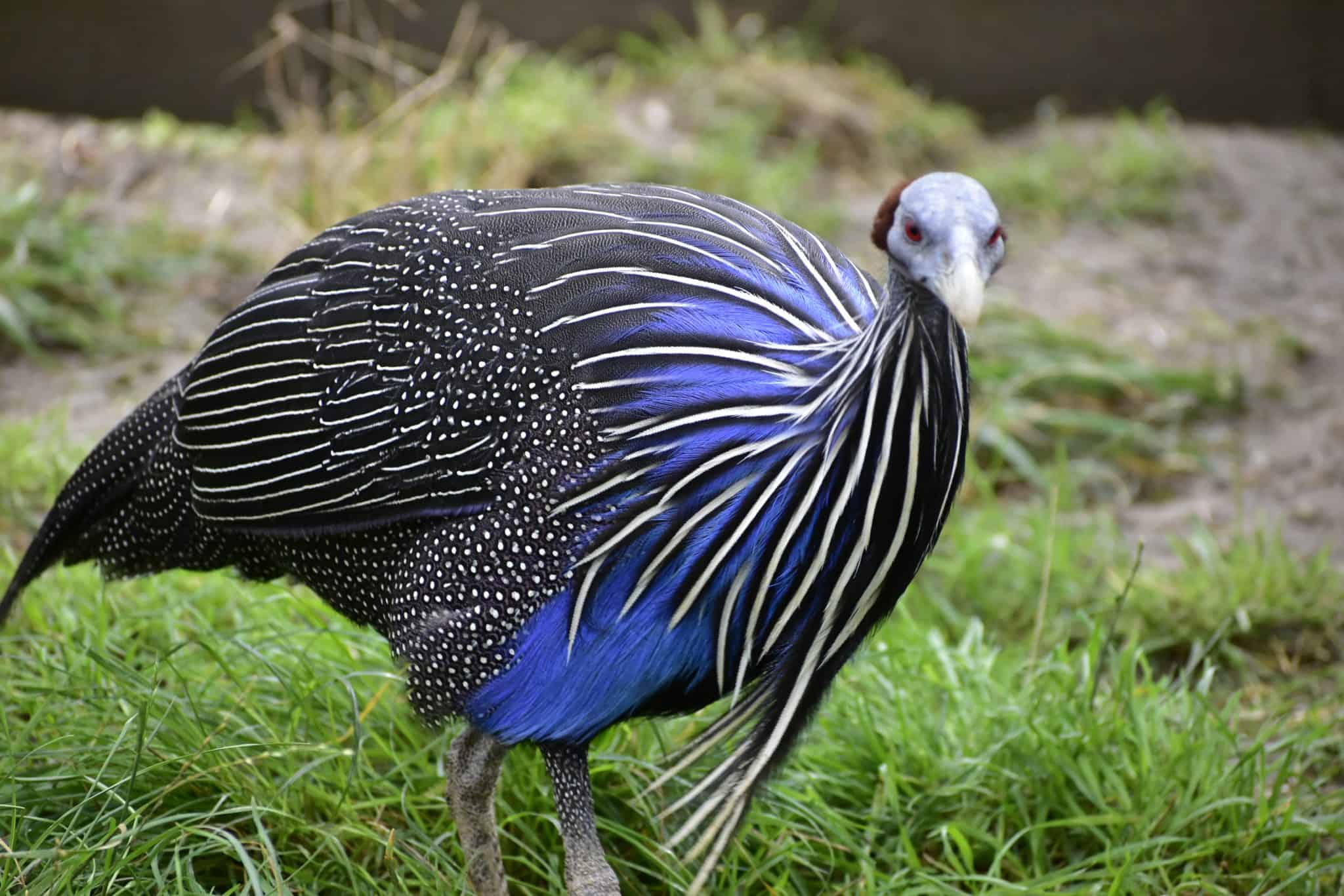 The Science Behind the Vulturine Guinea Fowl's Striking Feathers - A-Z ...
