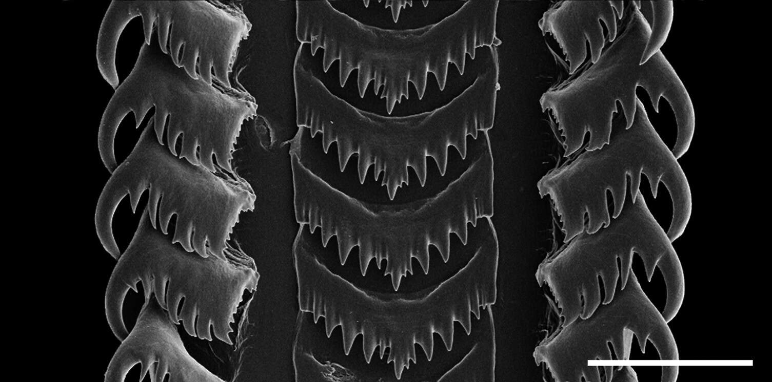 Do Slugs Have Teeth? Inside One of Nature’s Weirdest Mouths - A-Z Animals
