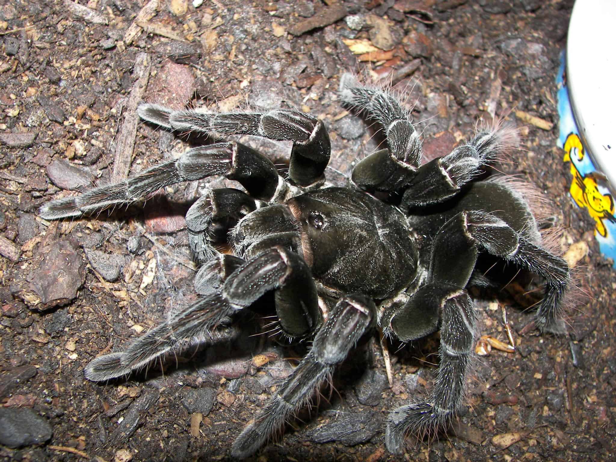 From Cloud Forests to Salt Flats: What Drives Tarantulas to Conquer ...