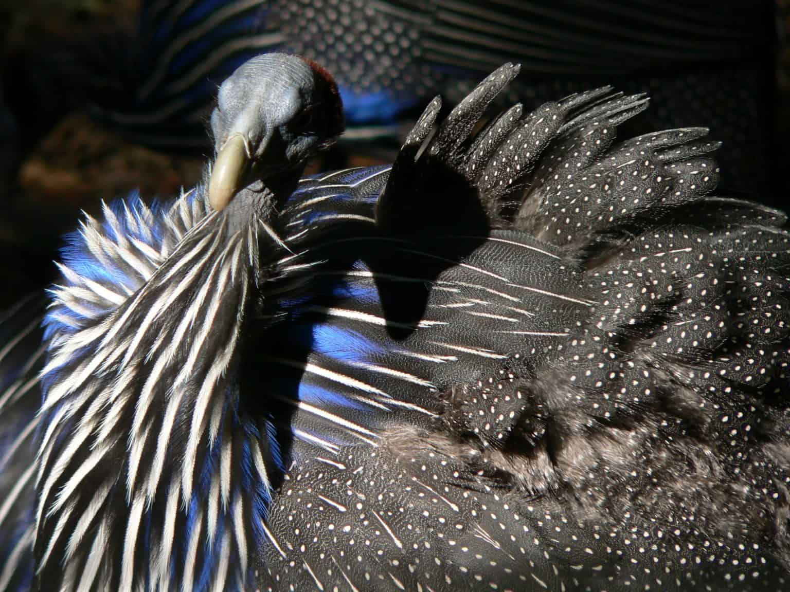 The Science Behind the Vulturine Guinea Fowl's Striking Feathers - A-Z ...