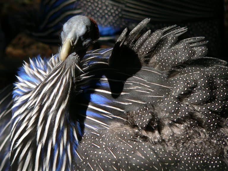 The Science Behind the Vulturine Guinea Fowl's Striking Feathers - A-Z ...